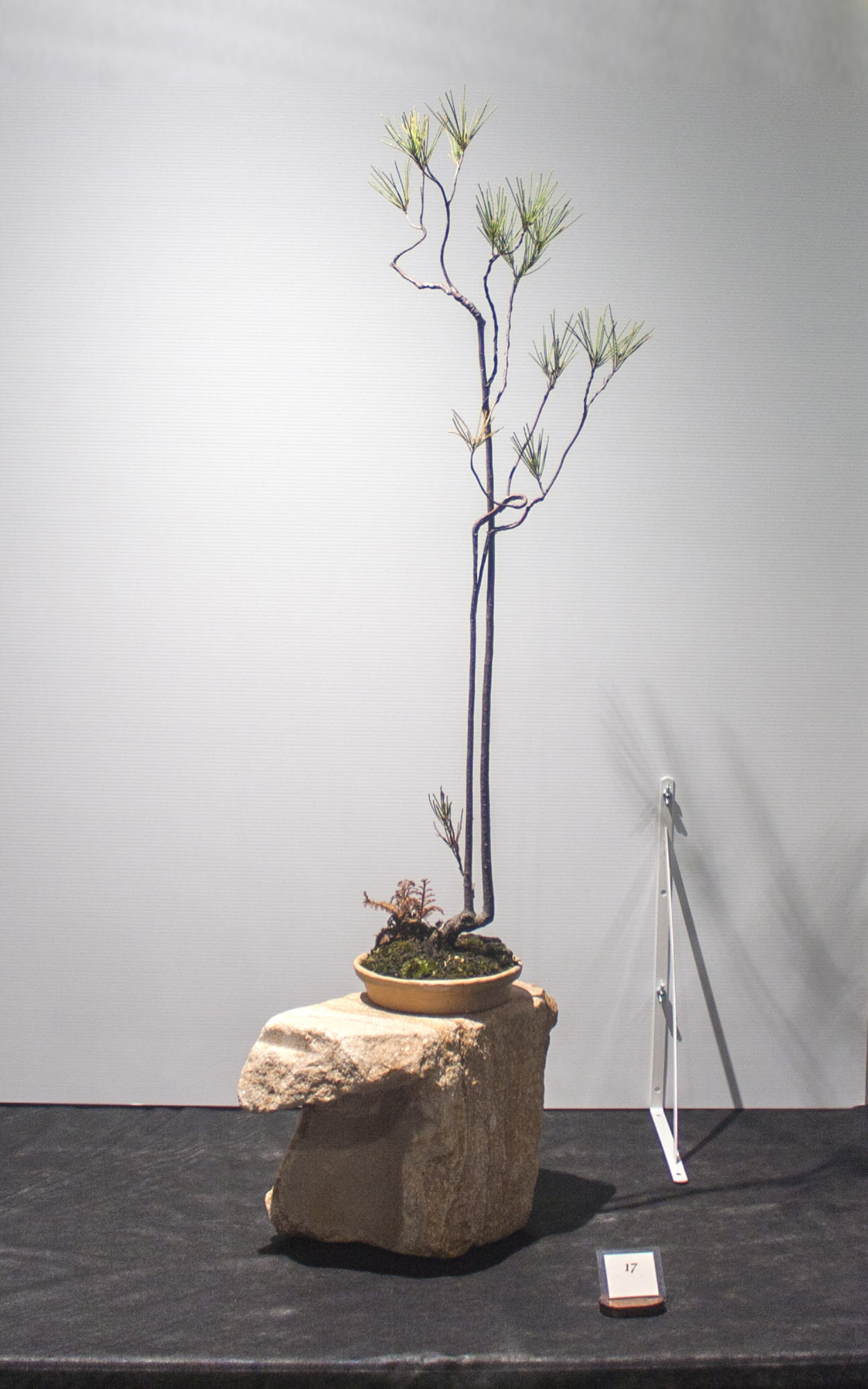 17-Allocasuarina-Littoralis-Black-Sheoak – Victorian Native Bonsai Club