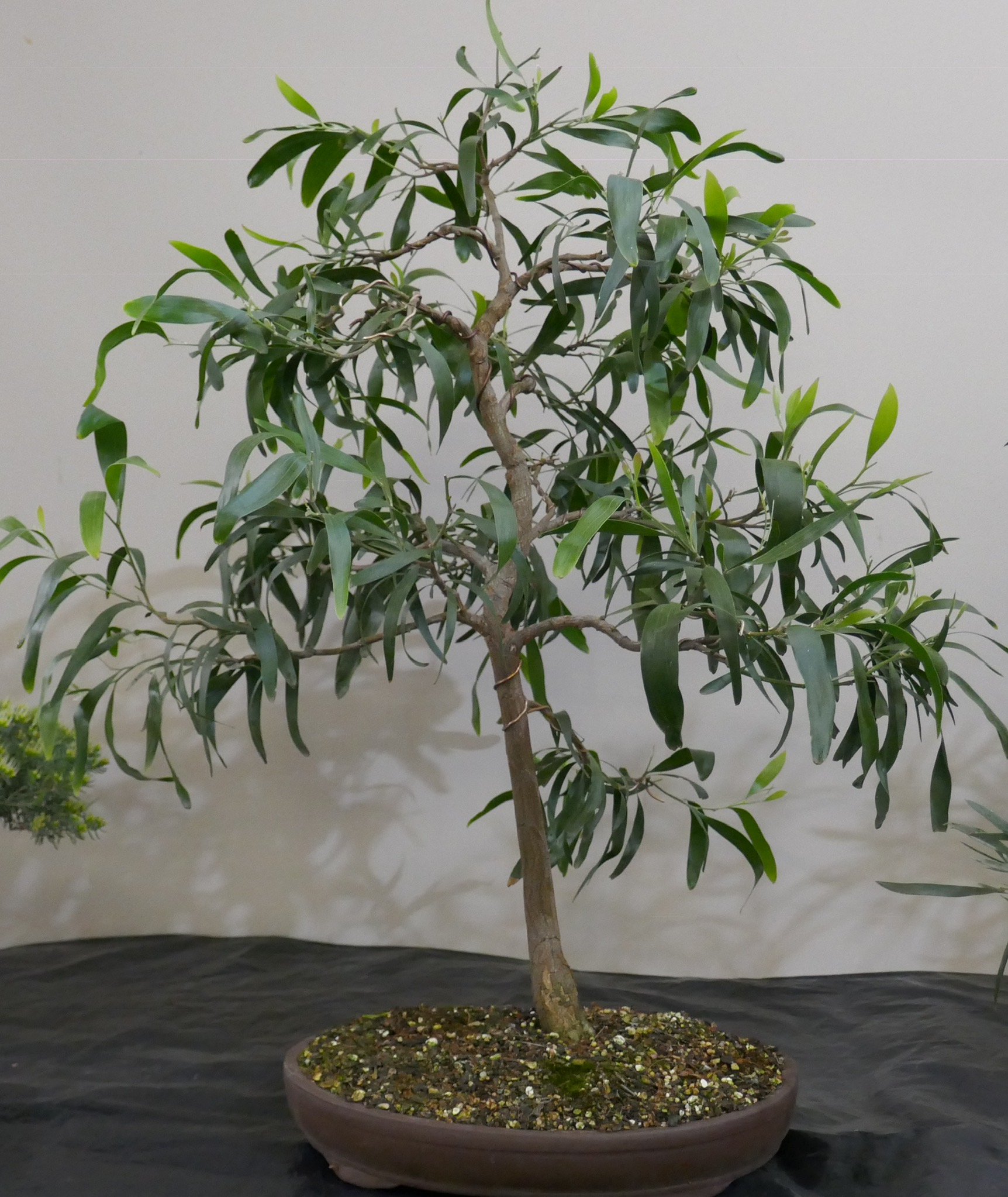 November Club Meeting Report – Acacia Night – Victorian Native Bonsai Club