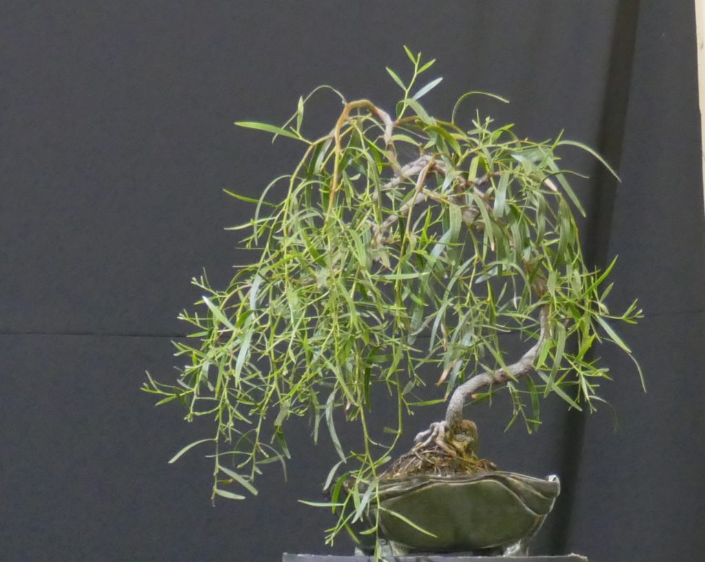 November Club Meeting Report – Acacia Night – Victorian Native Bonsai Club