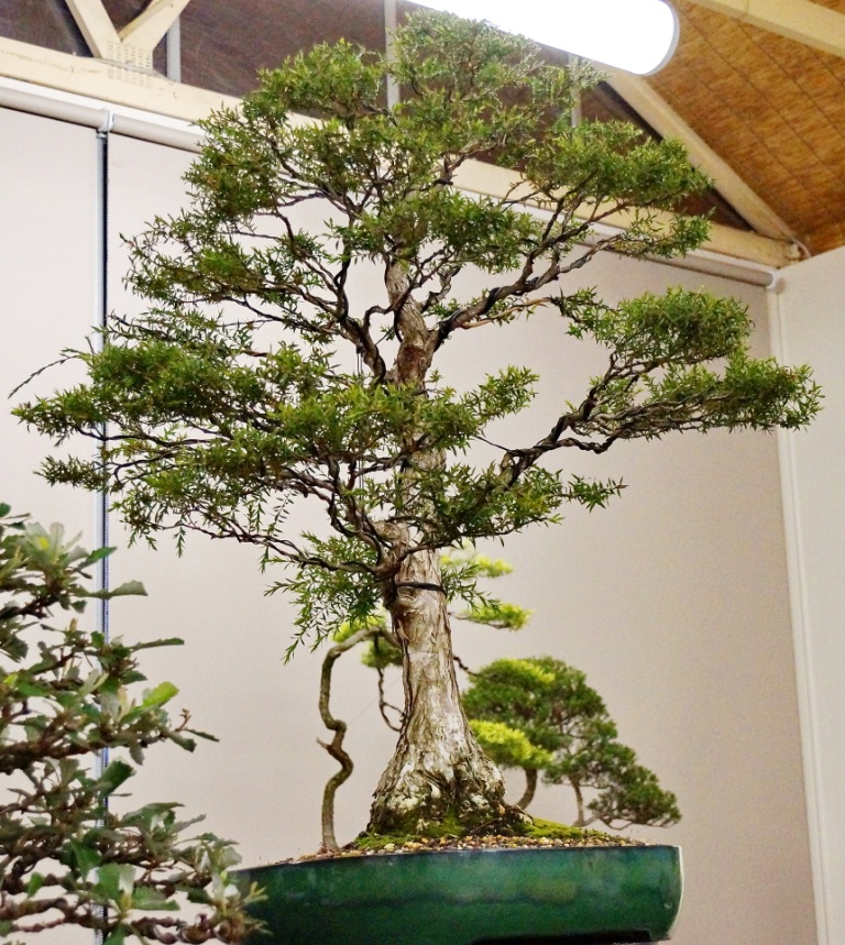 February 2016 Club Meeting – Victorian Native Bonsai Club